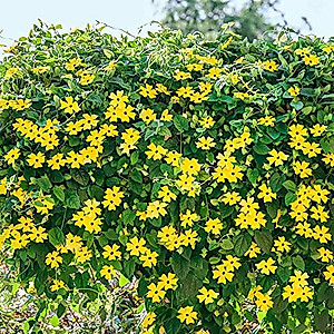 Outsidepride Thunbergia Black-Eyed Susan Yellow Climbing Vine Flowering Plants - 100 Seeds