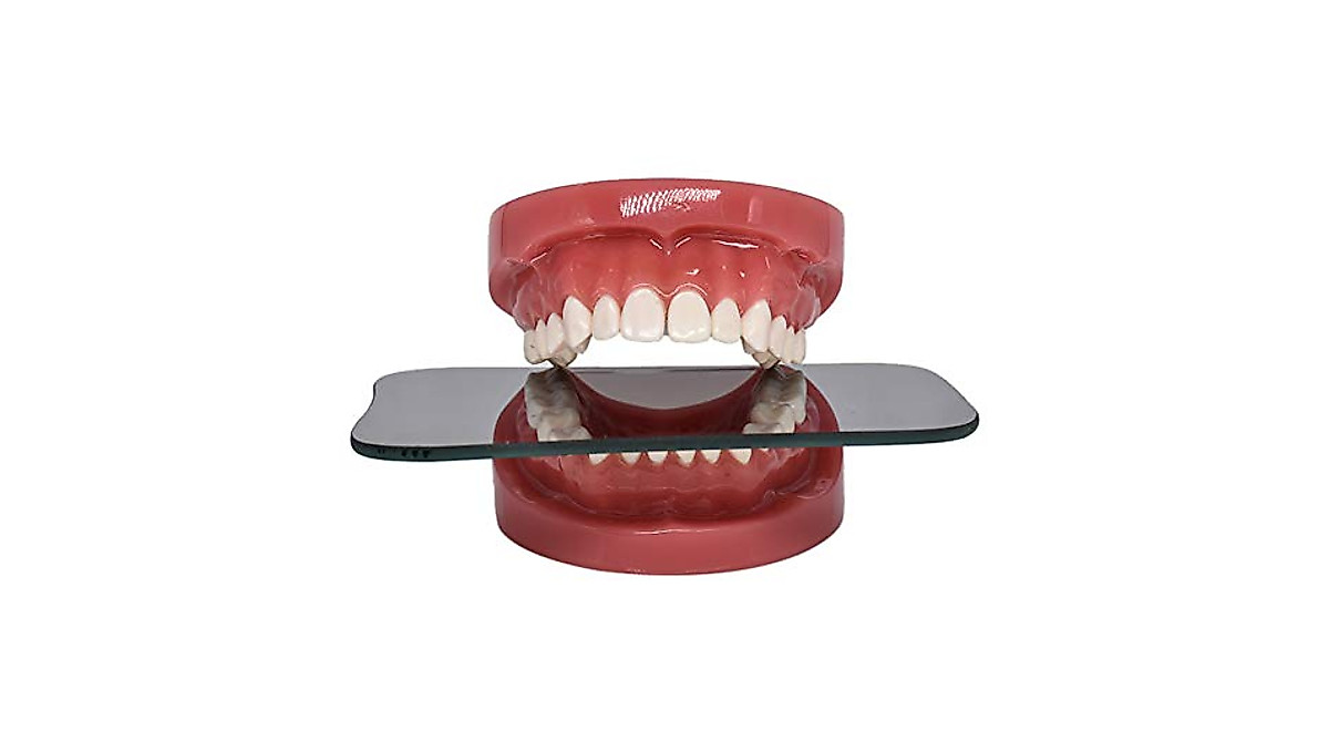 Dental Typodont Model for Teaching and Practice | Realistic Teeth ...