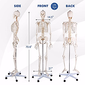 GOFLAME Human Skeleton Model for Anatomy, 70.8” Life Size Skeleton Model with Nervous System and Rolling Stand for Medical Study, Anatomical Skeleton with Movable Arms and Legs, Dust Cover & Poster