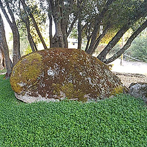 Outsidepride Perennial White Miniclover Lawn Clover & Ground Cover Seeds - 5 LBS, Green