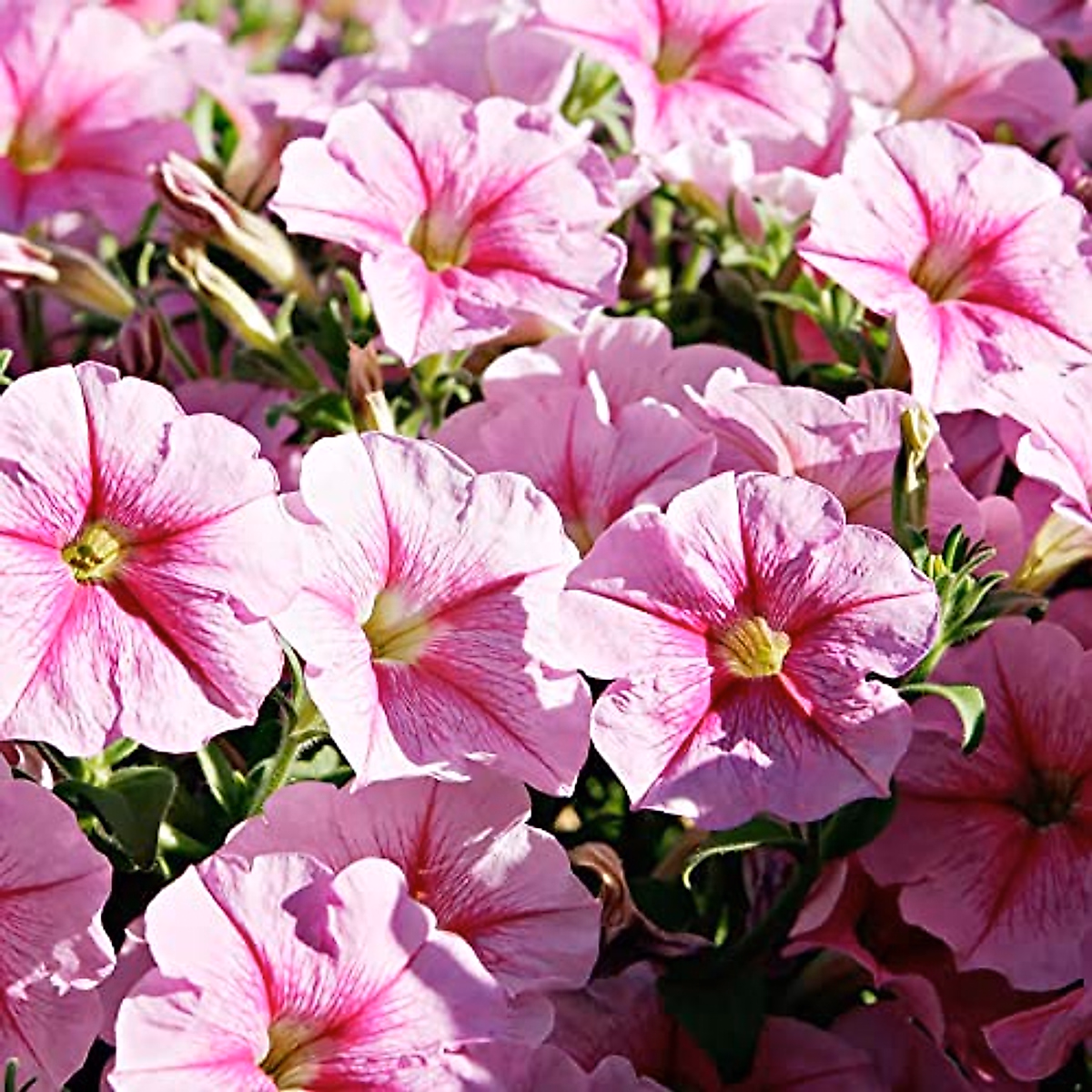 Petunia Seeds Perennial Annual Low Maintenance Showy Attracts Butterflies & Hummingbirds GMO Free Bed Border Edging Hanging Baskets Patio Container Outdoor 250Pcs Mixed Colors by YEGAOL Garden