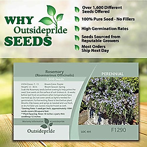 Outsidepride Perennial Rosemary Ground Cover & Herb Garden Plant for Hot, Dry Conditions - 1000 Seeds