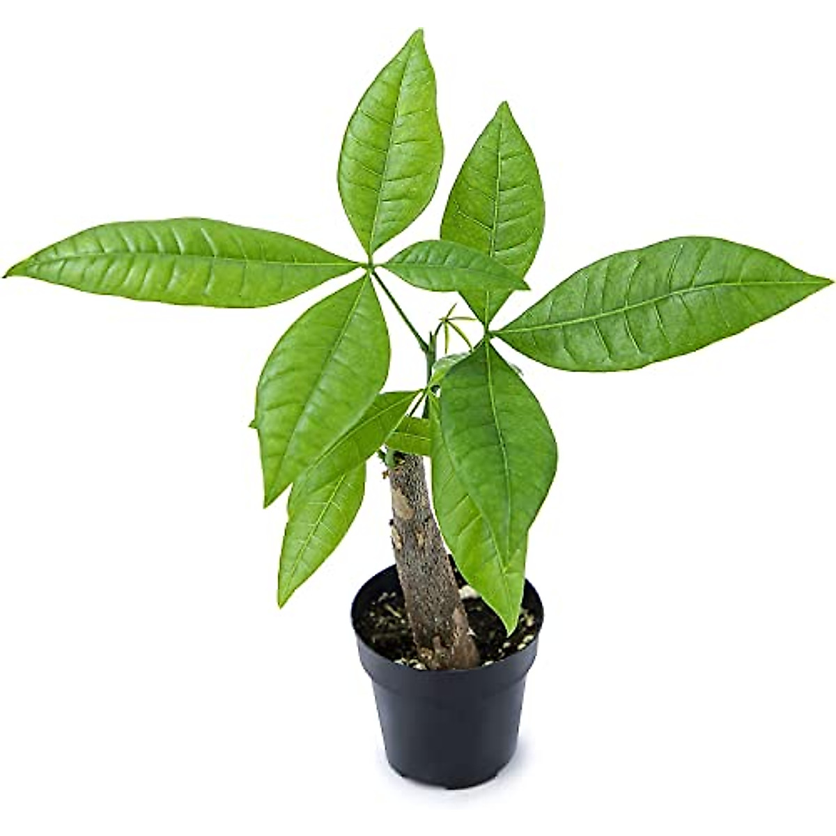 Altman Plants, Live Money Tree Plant, Pachira Aquatica Money Tree, Feng Shui Money Tree Pachira Aquatica Plant, Pachira Plant Bonsai Tree in Planter Pot with Soil, Money Tree Plant Indoor Plants