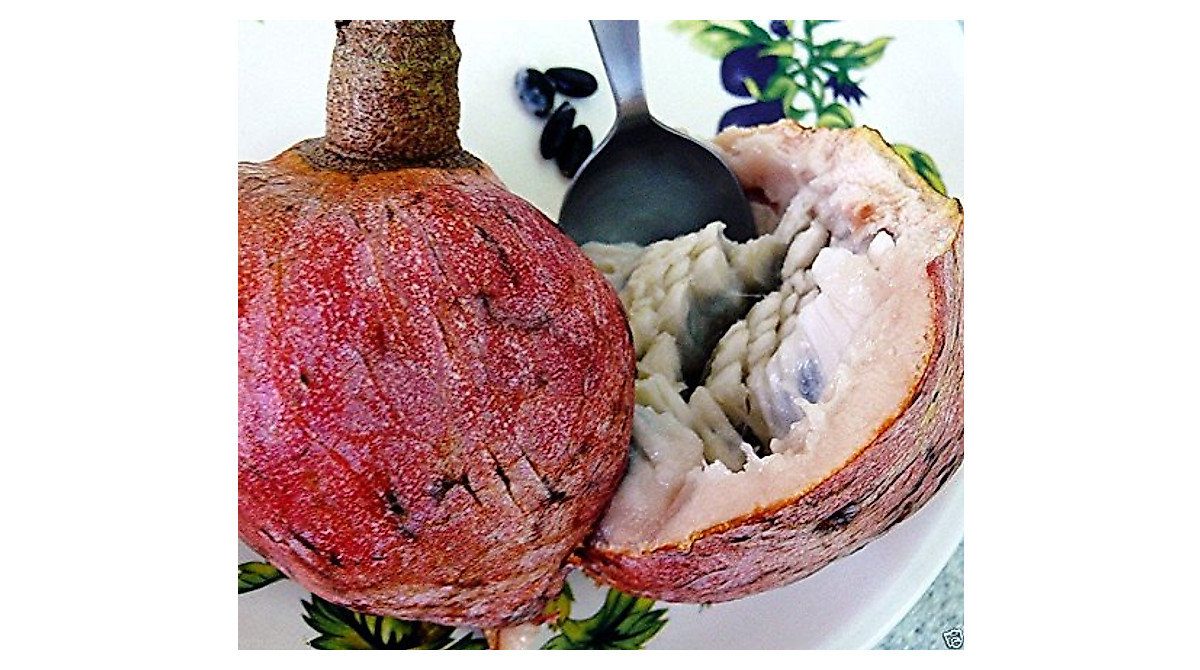 Red Custard Apple Tree Seeds - Grow Rare Jamaican Delight