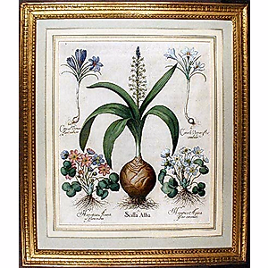 Scilla Alba [Maritime squill (sea onion)]; Crocus Vernus flore candido [White crocus]; Crocus Vernus flore violaceo [Lilac crocus]; Hepatica Aurea flore coeruleo [Wild hepatica]; Hepatica Aurea flore rubro [Wild hepatica]