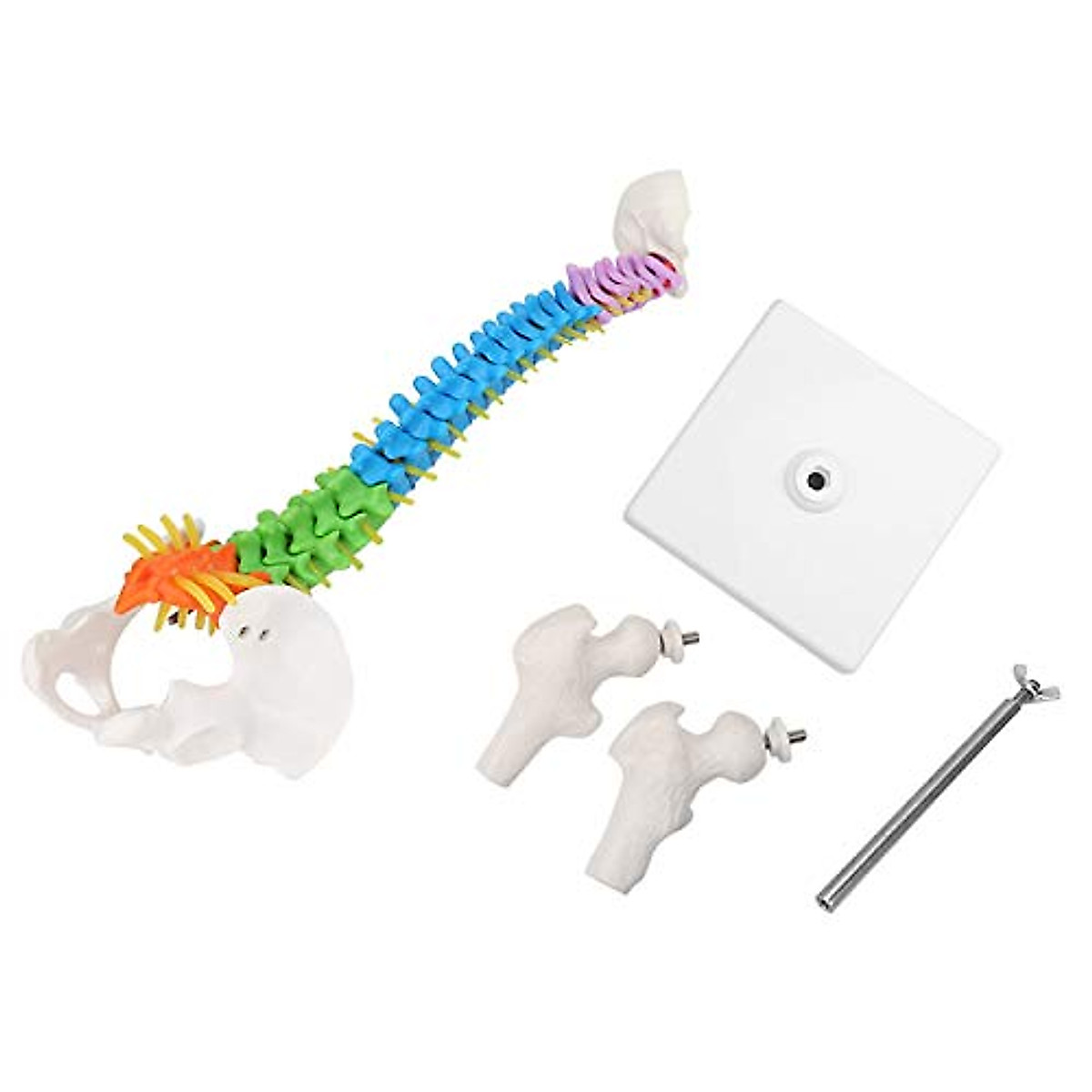 Human Spine Model Colored Flexible Scientific Anatomical Human Skeleton Spine Model Anatomy Model Including Spine Nerve Roots Vertebral Artery Transverse Spine Femur 45cm/17.7in