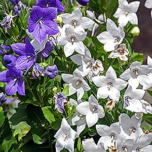 Outsidepride Balloon Flower White Platycodon Grandiflorus Garden Plant Seed - 1000 Seeds