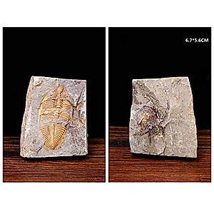 Sunnyhill Real Trilobite Fossil Come from Western Hunan of China 450 Million Years ago