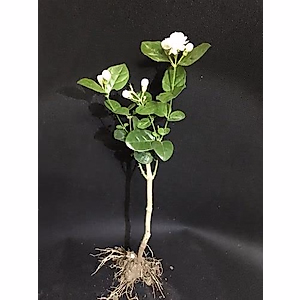 Jasmine Living Seedling Fragrant Plant Grown Green Tea Perennial Garden Indoor Bonsai Plant No Experience Required Easy to Grow (No Pot Include)
