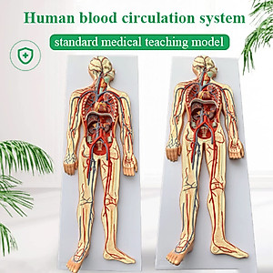 Model Teaching Model Human Circulatory System Model Whole Body Internal Organs Anatomy Model Cardiovascular Demonstration Model for Teaching