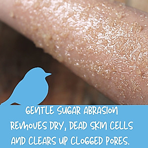 BLUEBYRD Soap Co. Lavender Lemongrass Sugar Scrub, 10oz. | Natural Sugar Face Scrub & Body Scrub | Exfoliate for Self-Tanners & Shaving | For Hydrated Youthful Looking Skin (Lavender)