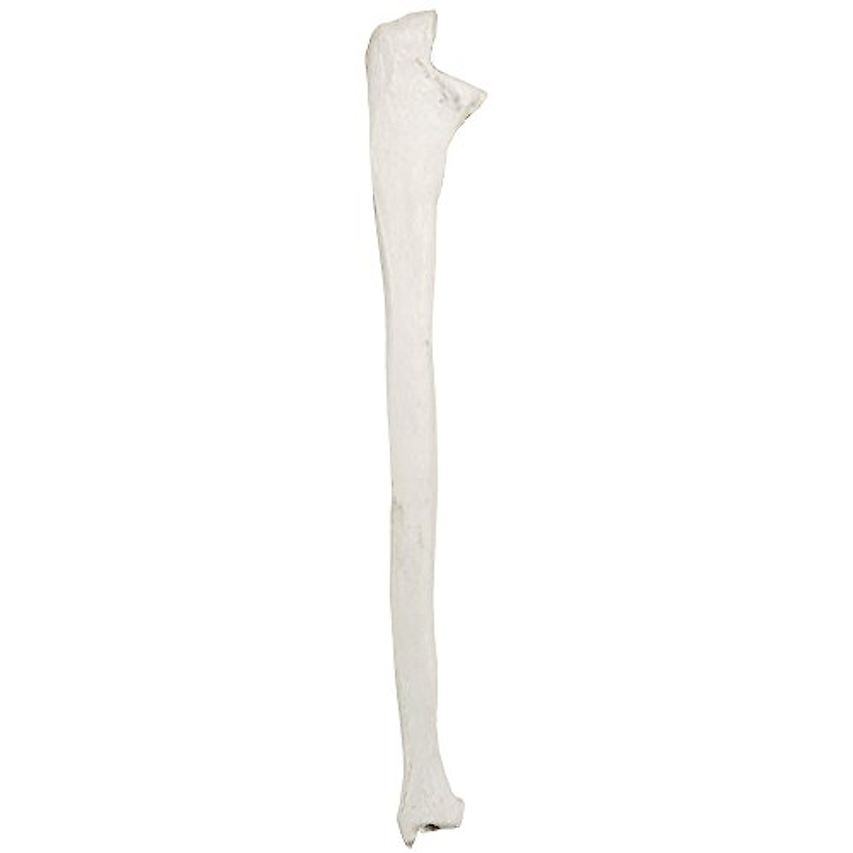 Axis Scientific Ulna Bone Model | Right | Cast from a Real Human Ulna Bone l Forearm Bone Model Has Realistic Texture and Important Bony Landmarks | Includes Product Manual