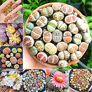 10 Mix Lithops Live Plants Lithops Succulents Plants Live, Living Stones Succulents Plants Live, Large Succulent Plants Bulks