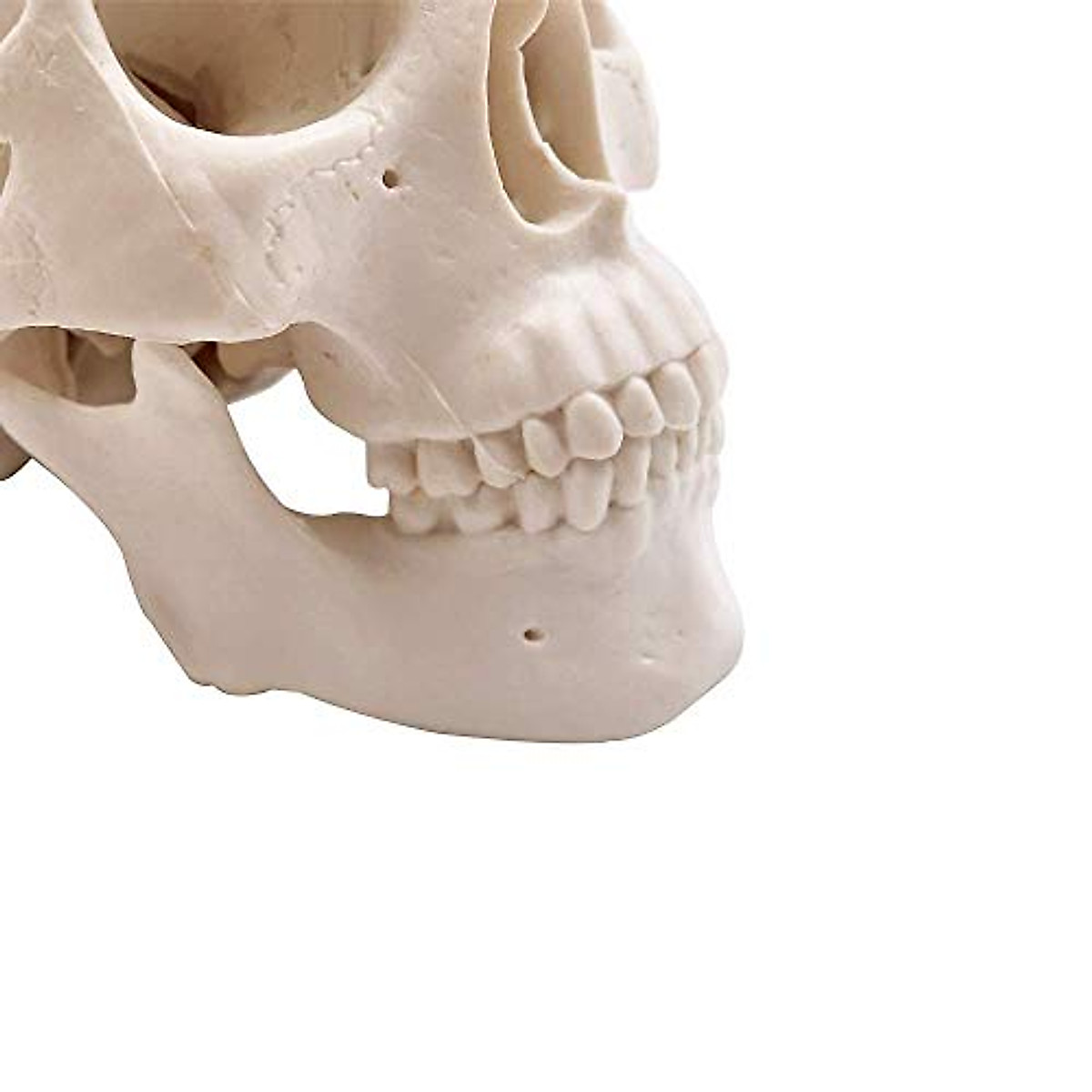 BornTo Edu Mini Skull Model - Small Size Human Medical Anatomical Adult Head Bone for Education