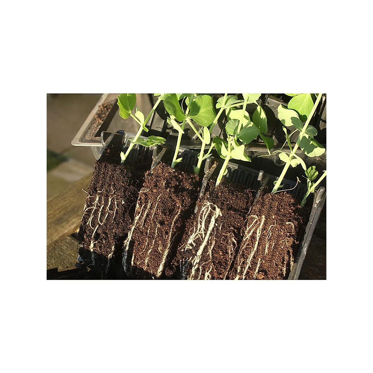 Deep Rootrainer Seed Starter, Plastic 11-1/2" L x 9" W x 3-1/2" H Overall, 32 Cells 1-1/2" Square x 5" H Each, Holding Tray and Dome Included, Promotes Downward Root Growth, Reusable