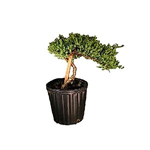 Zen Chinese Juniper Bonsai Tree - Indoor Japanese Pre Bonsai Tree 14inch Tall 6 Years - Live Dwarf Bonsai Juniper Tree Indoor - Real Bonsai Tree Indoor Plant for Delivery and Gift e2243
