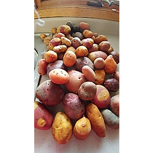 Russet Potato Seeds, 70 TPS True Potato Seeds Russet Yellow Mix Potatoes Berry I Planting Ornaments Garden Perennials Simple to Grow Pots Gift