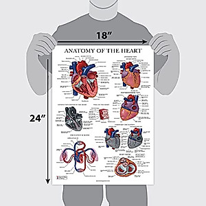 Palace Learning Heart Anatomy Poster - LAMINATED - Anatomical Chart of the Human Heart - 18" x 24"