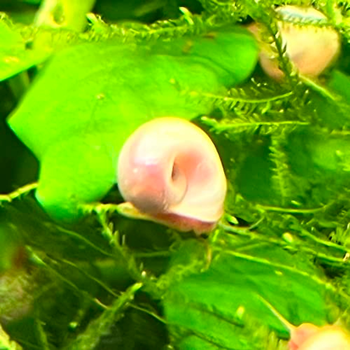 10 Live Ramshorn Snails by Dylfinds for Freshwater Aquarium/Pond Colony Start Clean-up Crew Planorbella Duryi (Bubblegum Pink)