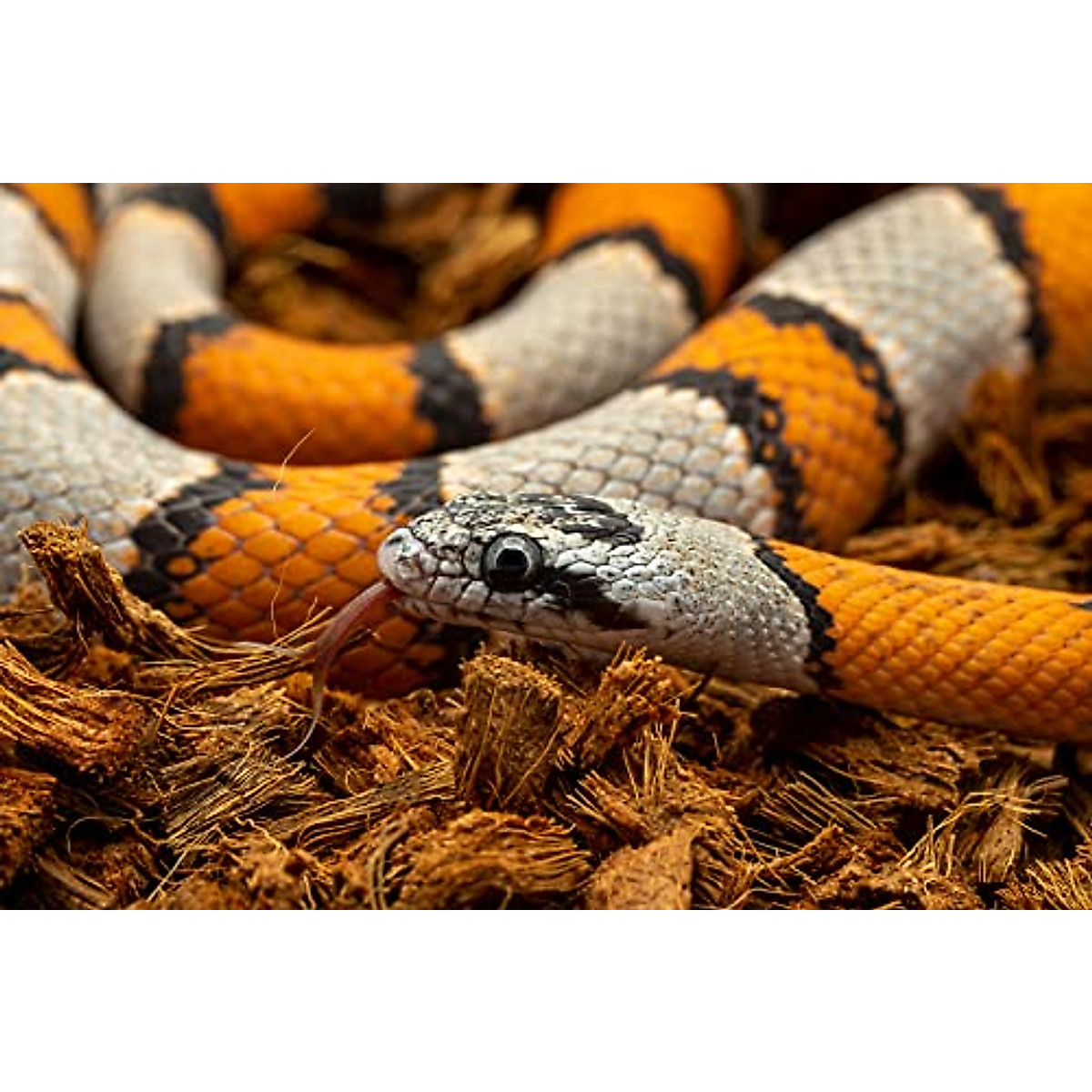 RediChip Coconut Chip Substrate for Reptiles 36 Quart Loose Medium Sized Coconut Husk Chip Reptile Bedding for Snakes, Tortoises, Geckos, Frogs, or Lizard Terrarium Tanks…