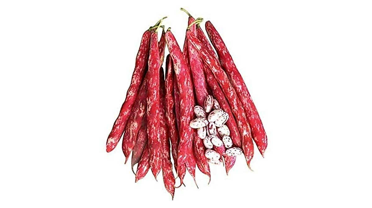 French Horticulture Bean Seeds - Heirloom Borlotti Beans for Garden