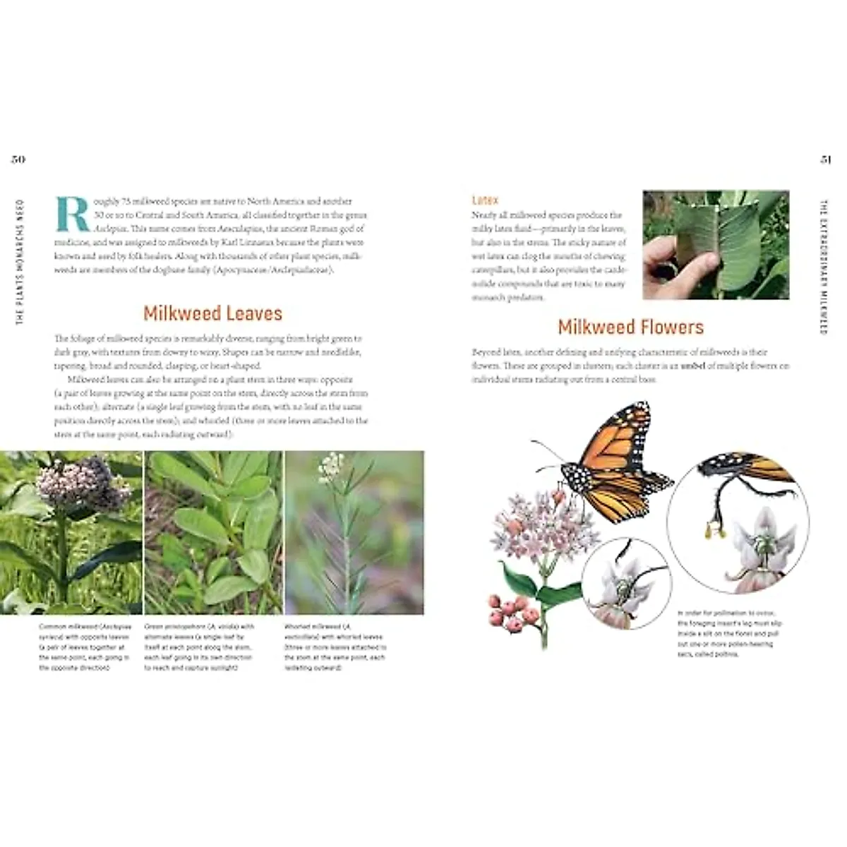 100 Plants to Feed the Monarch: Create a Healthy Habitat to Sustain North America's Most Beloved Butterfly