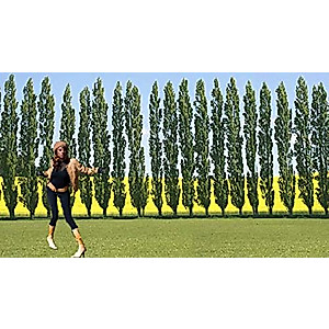 5 Lombardy Poplar Trees - Rare and Unique Privacy Tree - Very Fast Growing