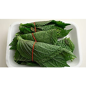 Gaea's Blessing Seeds - Korean Shiso Seeds (Perilla), Heirloom Non-GMO Seeds with Easy to Follow Planting Instructions, Korean Perilla, Open-Pollinated, 94% Germination Rate