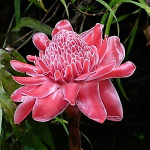 CHUXAY GARDEN 20 Seeds Pink Etlingera Elatior,Torch Ginger,Ginger Flower,Torch Lily,Philippine Wax Flower Seasoning Flowering Plants Excellent Addition to Garden