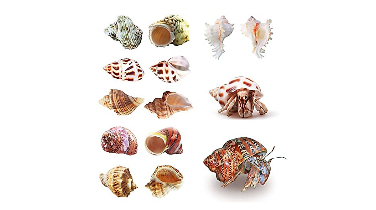 Medium to Large Hermit Crab Shells - Natural Conch Habitat