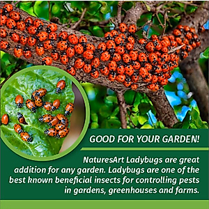 NaturesArt 1500 Live Ladybugs - Good Bugs for Garden - Ladybug Guaranteed Live Delivery* - Plastic Box, Container, Case.