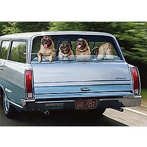 Pug Dogs in Station Wagon Avanti Humorous/Funny Birthday Card