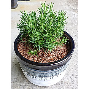 Hazel Shell Chips - Mulch Amendment Product - 10 lbs.(Hazelnut Shells)