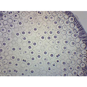 EISCO Ascaris & Onion Mitosis, Prepared Microscope Slide - 75 x 25mm - Plant & Animal Mitosis, Introductory Microscopy