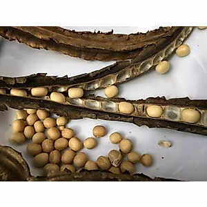 100 Winged Bean Seeds - Đậu Rồng - Aka. Dragon Bean, Four Angled Bean, Cigarillas, Goa Bean, Manila Bean, Princess Bean - Non GMO, Untreated, Heirloom DIY Plant Seedling Garden