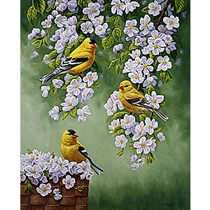Goldfinch with White Blossoms Panel David Textiles AL4209 Cotton Fabric