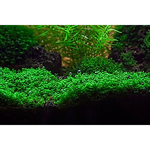 Aquarium Plants Factory Dwarf Baby Tears Tissue Culture Live Aquarium Plants