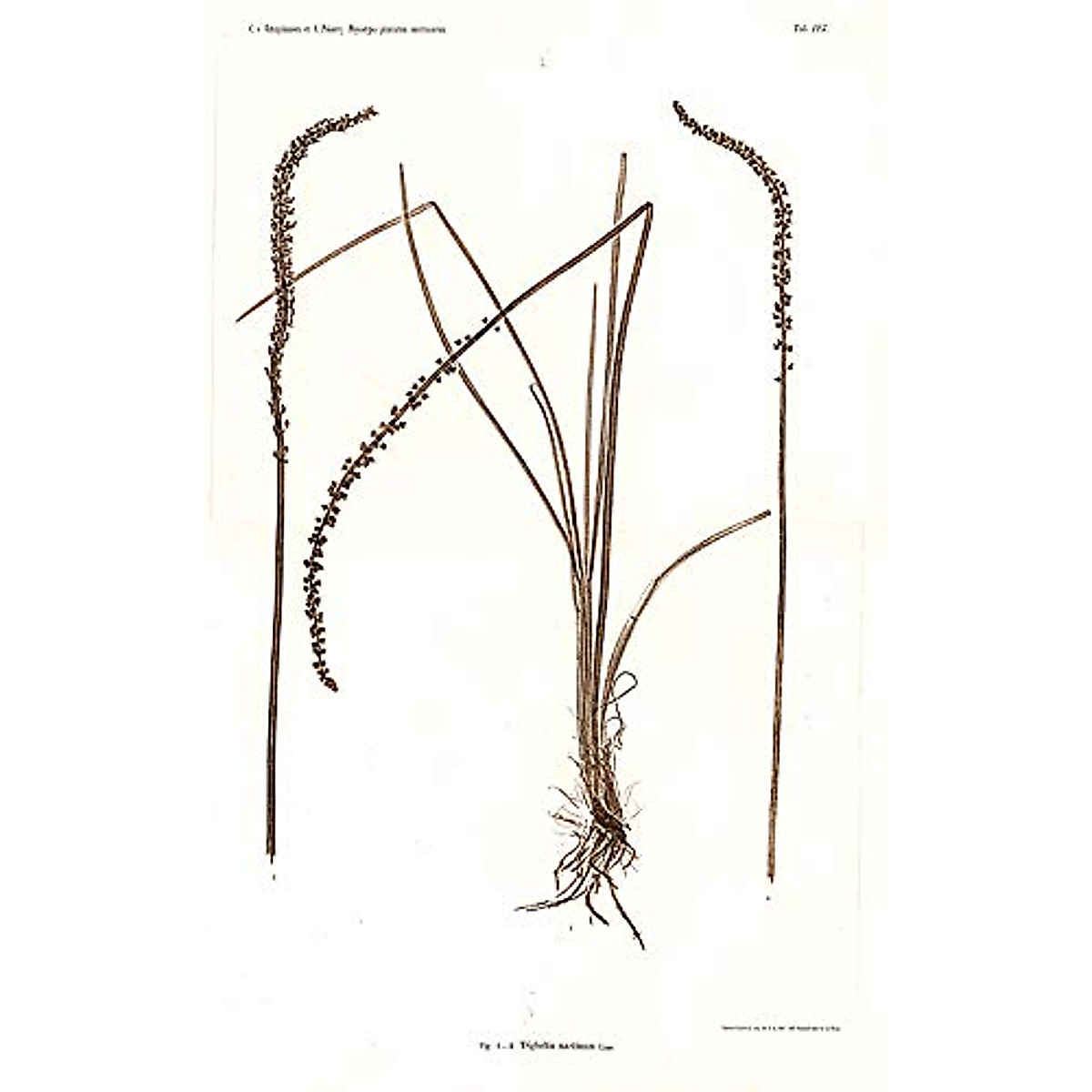 Triglochin maritimum