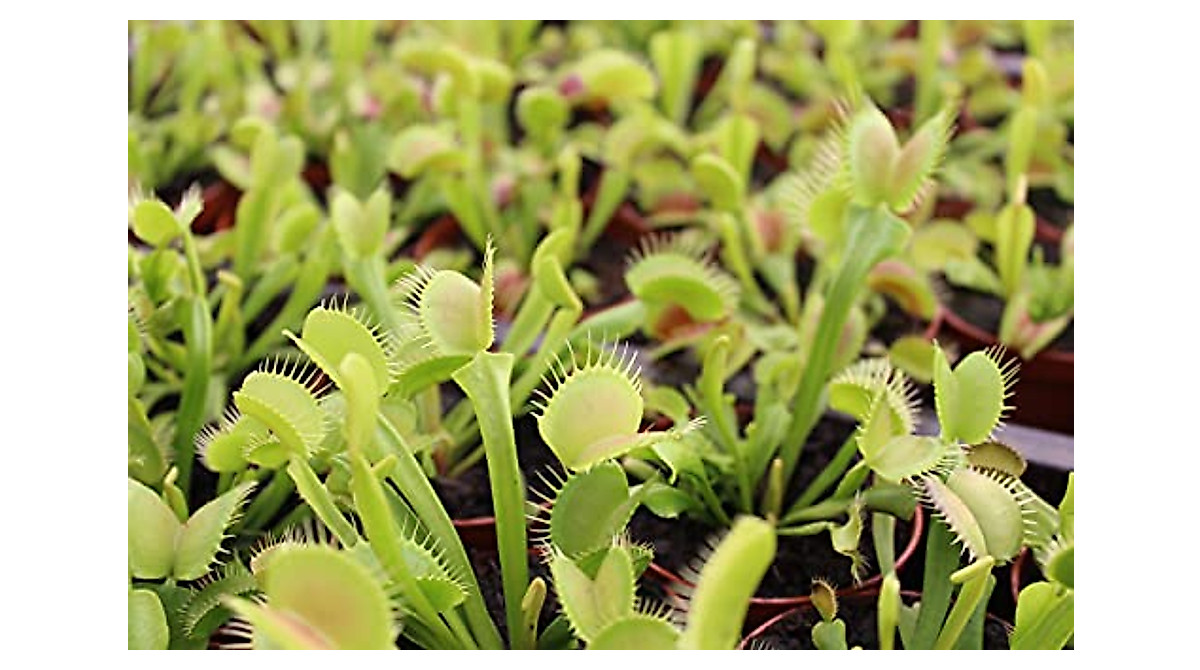 Live Venus Fly Trap - Unique Carnivorous Indoor Plant for Pest Control