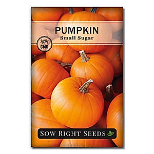 Sow Right Seeds - Small Sugar Pumpkin Seed for Planting - Non-GMO Heirloom Packet with Instructions to Plant a Home Vegetable Garden - Great Gardening Gift (1)