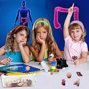 8 Pcs Human Body Model for Kids Human Organ Model Anatomy, 3D Anatomy Model Realistic Brain Heart Lung Liver Stomach Large Intestine Small Intestine Kidney Models for Halloween Party Prop