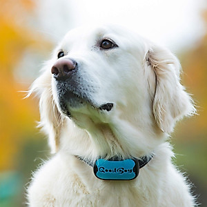 GoodBoy Bark Collar Batteries 10-Pack (2x5) 6V Alkaline Battery 4LR44 (Also Known as PX28A, A544, K28A, V34PX)