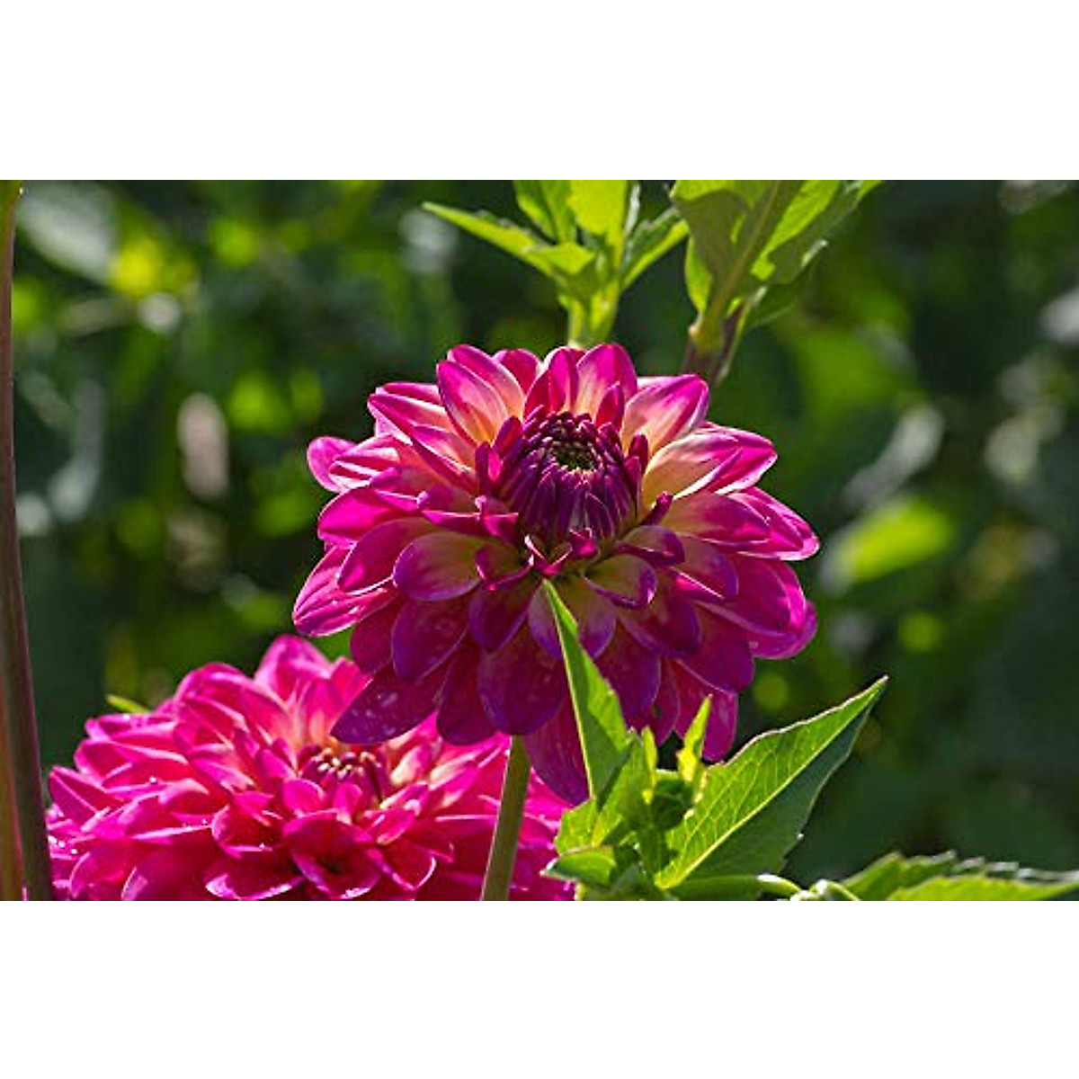 Dahlia Seeds Compound Petals Multi-Color Mixed Individually Packaged （1000+ Outdoor Garden Potted Plants Non-GMO)