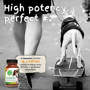 Dr. Dobias - GutSense, Advanced Prebiotic & Probiotics for Dogs, Canine-Specific Dog Probiotics, Dog Supplement for Healthy Digestion, Good Bowel Movement & Immune System, Pet Supplies, 60 Capsules