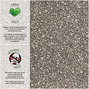 Seed Needs, Rue Herb Seeds for Planting (Ruta graveolens) Heirloom, Non-GMO & Untreated - Medicinal Herb (2 Packs)