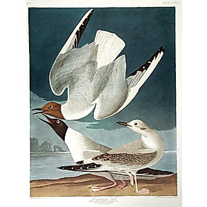 Bonapartian Gull. From"The Birds of America" (Amsterdam Edition)