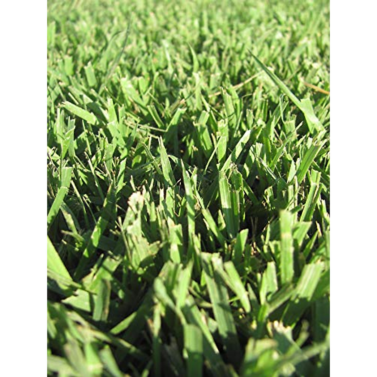 Zoysia Sod Slab for Plugs