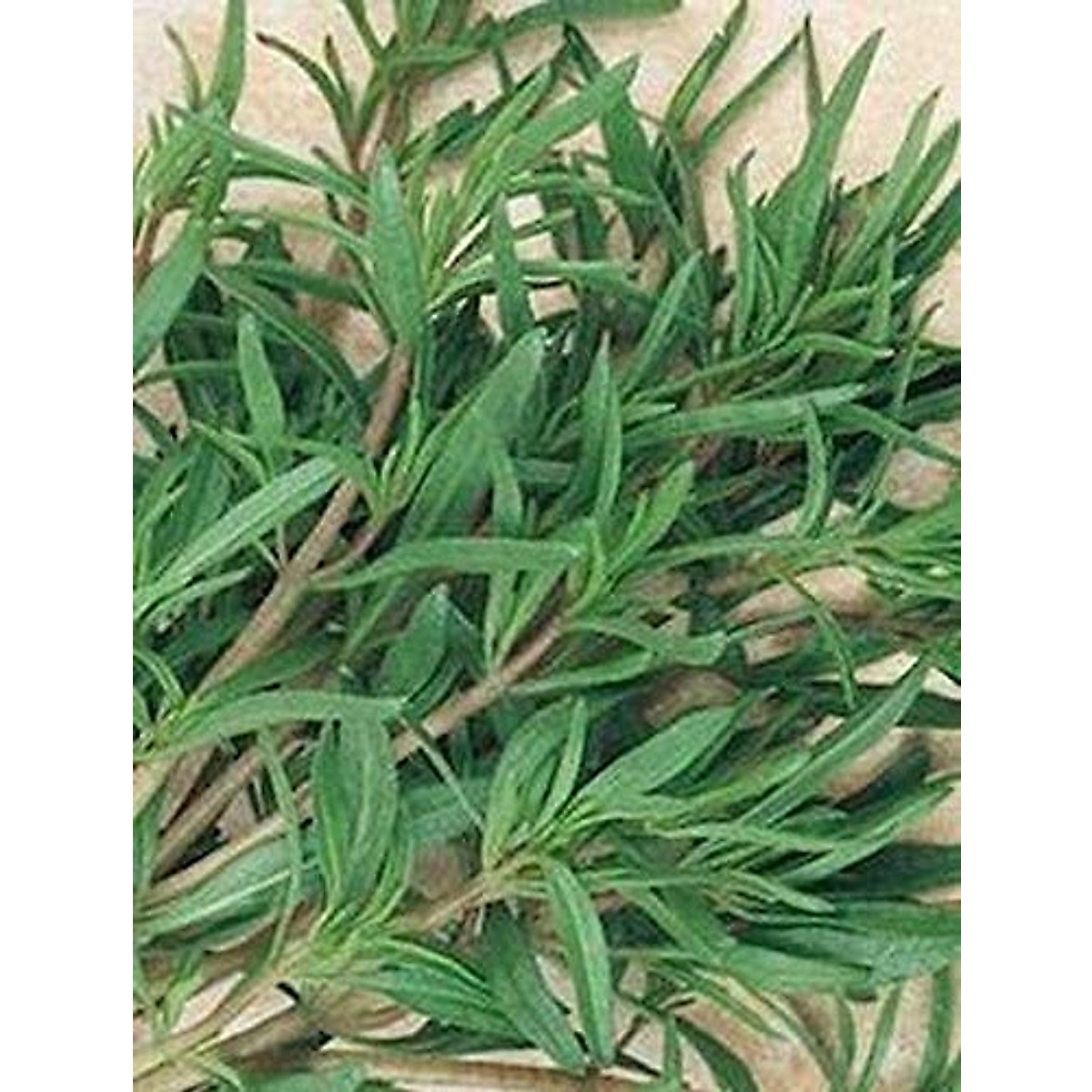 Summer Savory Seeds - Every herb Garden Needs Savory Seeds-(25 - Seeds)