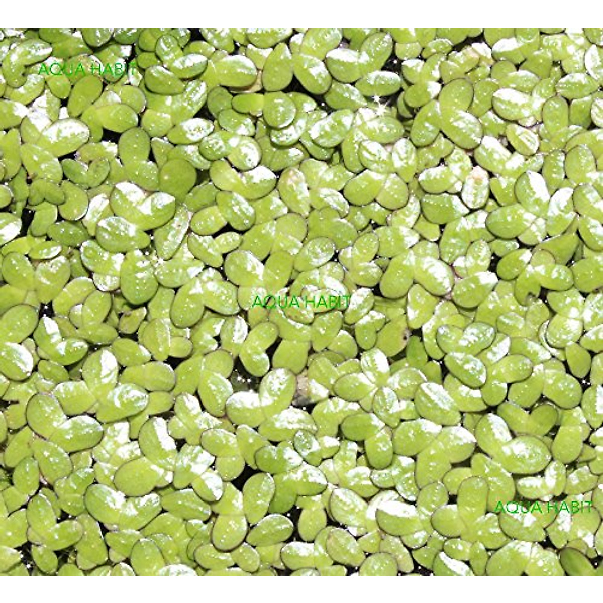 Duckweed (Lemna Minor) - 100/200/500 Live Plants (500) by Aqua Habit
