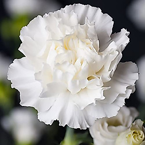 Carnation Seeds - Jeanne Dionis - Packet - White Flower Seeds, Heirloom Seed Attracts Bees, Attracts Butterflies, Attracts Pollinators, Edible, Fragrant, Container Garden